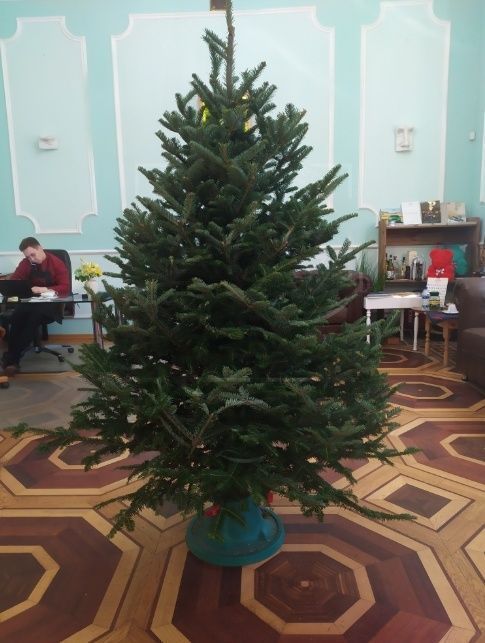Пихта Фразера на новый год живая 240-250см (Америка) подставка в ...